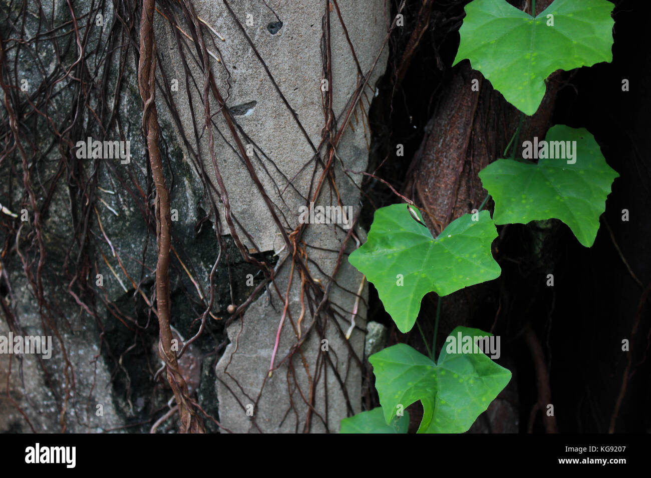 Vines growing against a dark background Stock Photo - Alamy