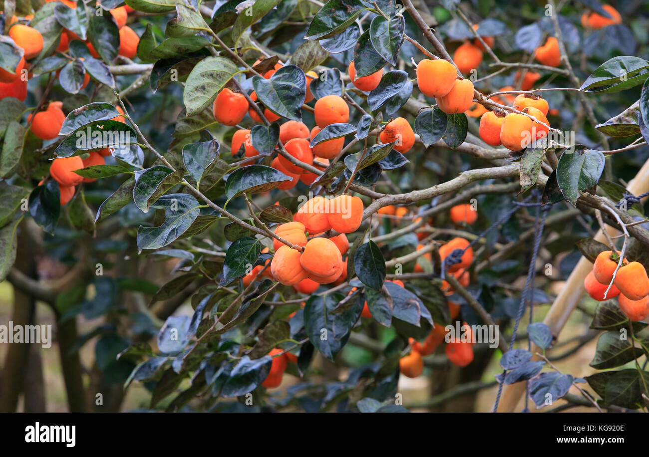 Persimmon tree hi-res stock photography and images - Alamy