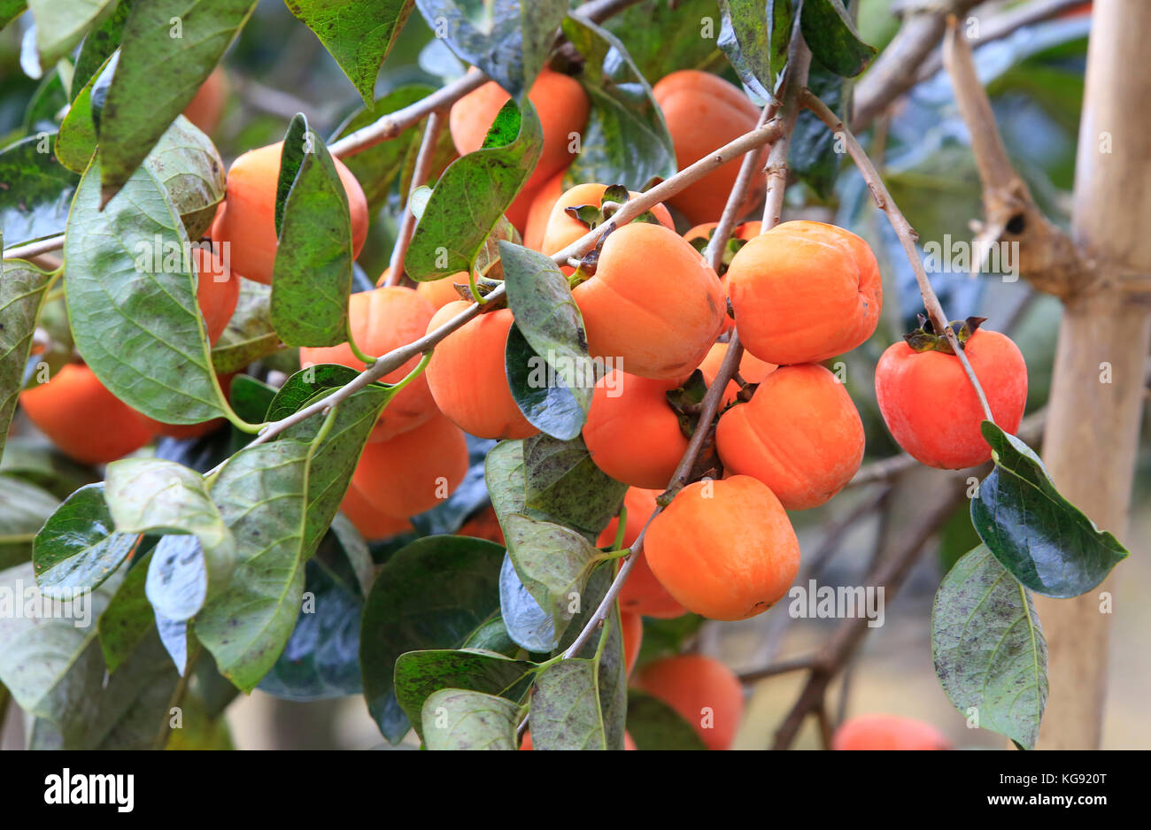 Persimmon tree hi-res stock photography and images - Alamy