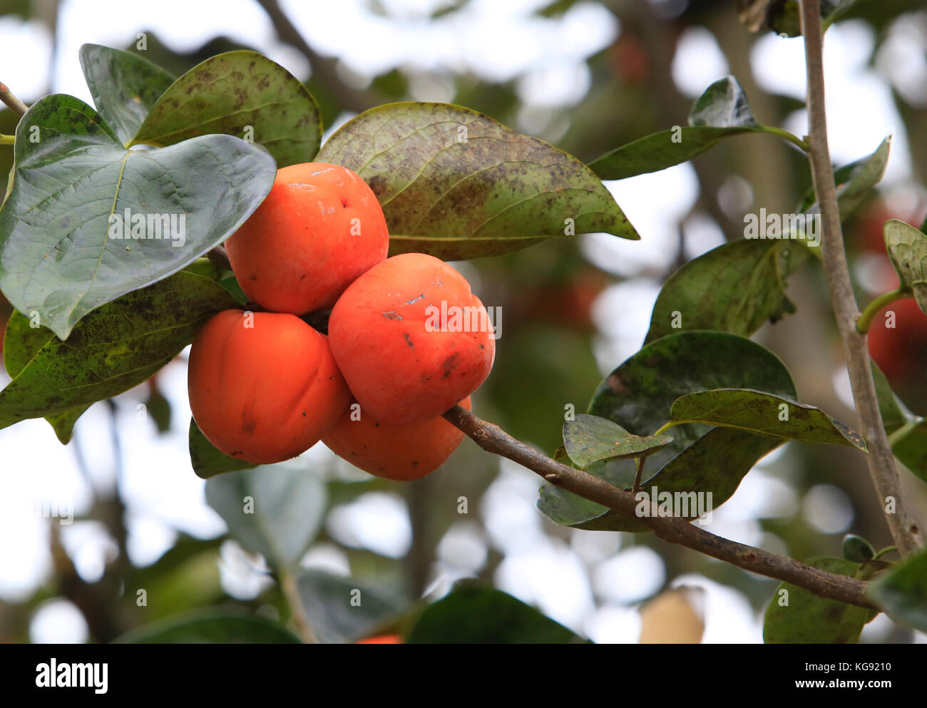 Persimmon tree hi-res stock photography and images - Alamy