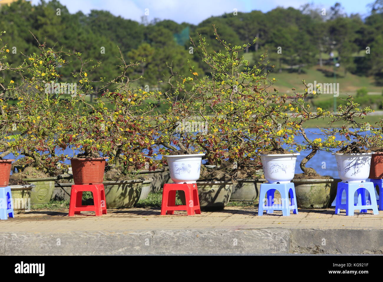 Hoa Mai tree (Ochna Integerrima) flower, traditional lunar new year in ...