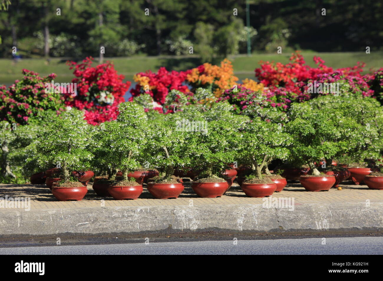 Many Bonsai trees selling on Tet Holiday, Dalat, Vietnam Stock Photo ...