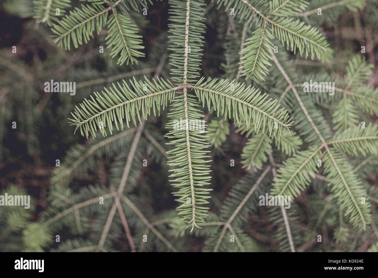 Balsam fir hi-res stock photography and images - Alamy