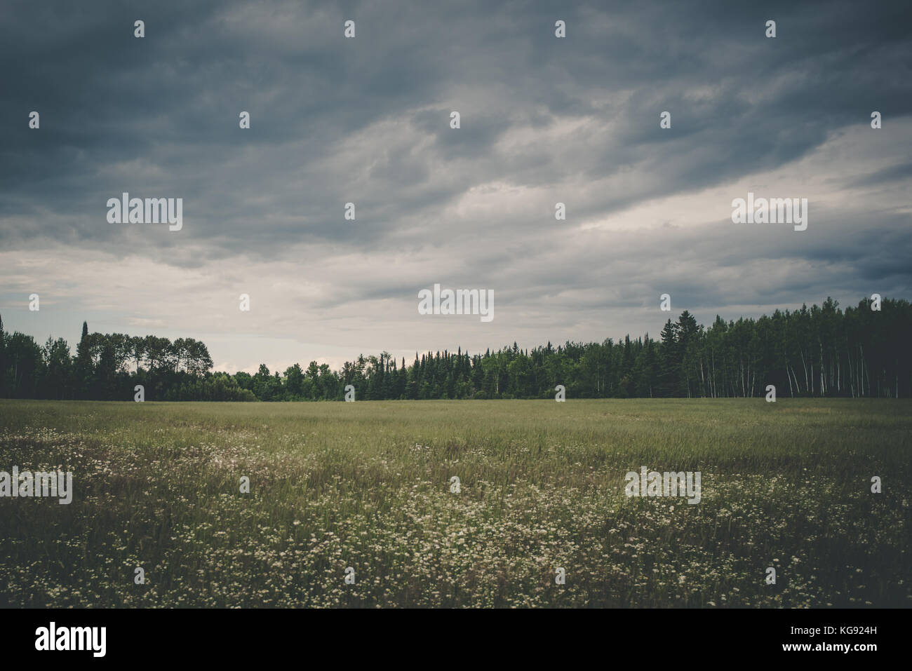 Storm Approaching Field of Wildflowers Stock Photo - Alamy