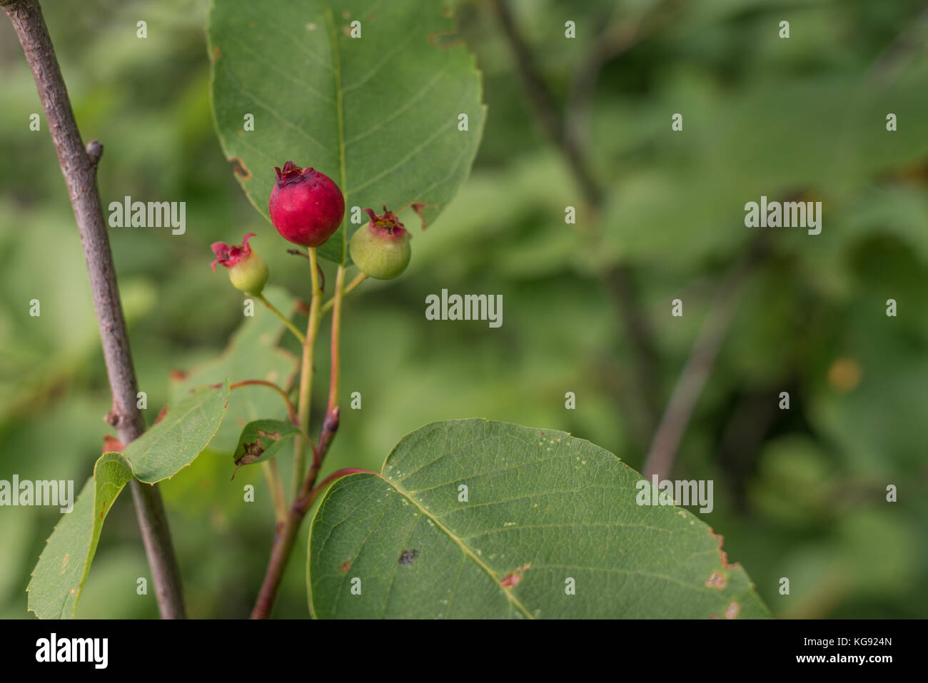 Juneberry Fruit and Leaves Stock Photo - Alamy