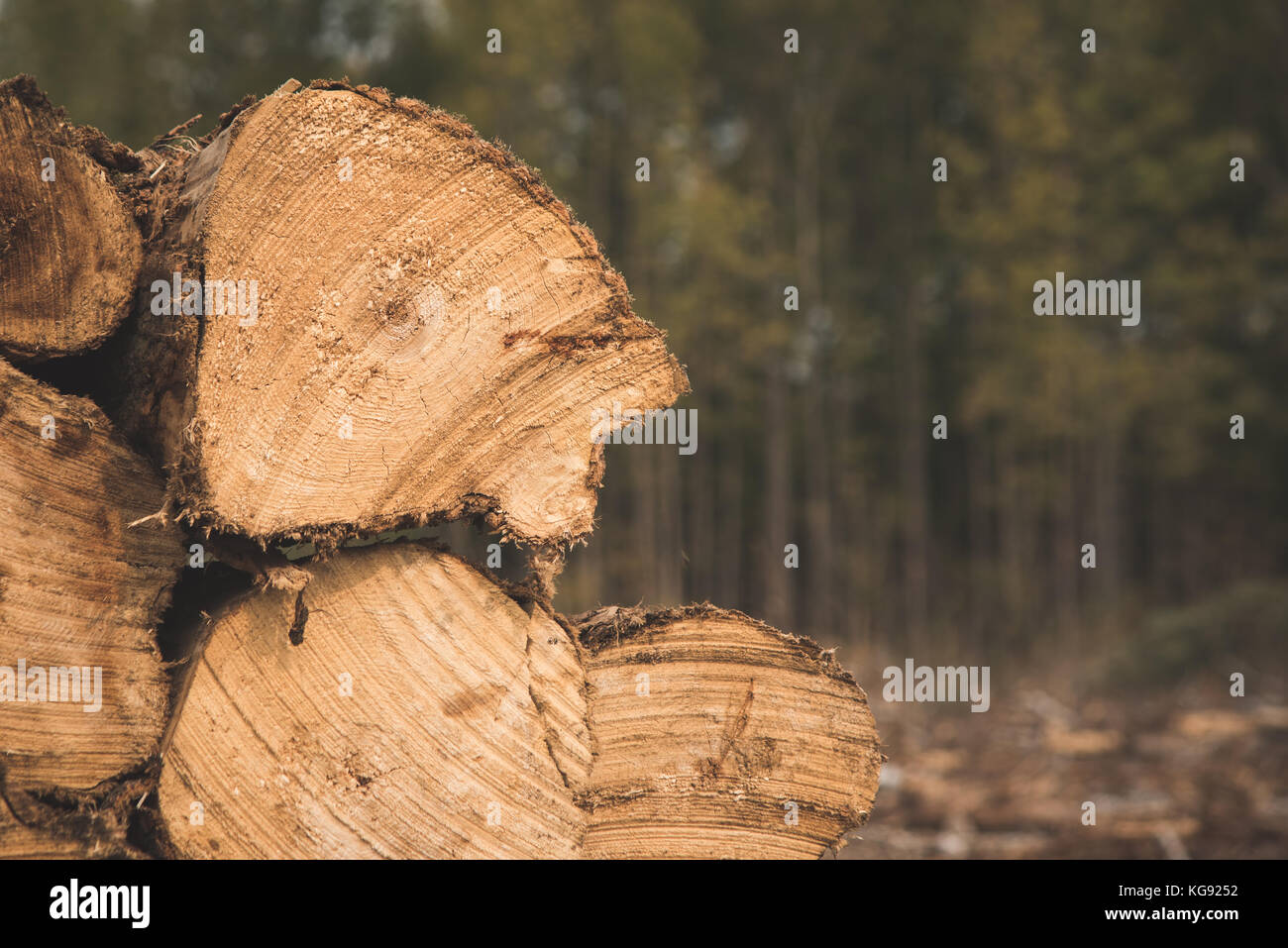 Paper mill pulpwood pile hi-res stock photography and images - Alamy