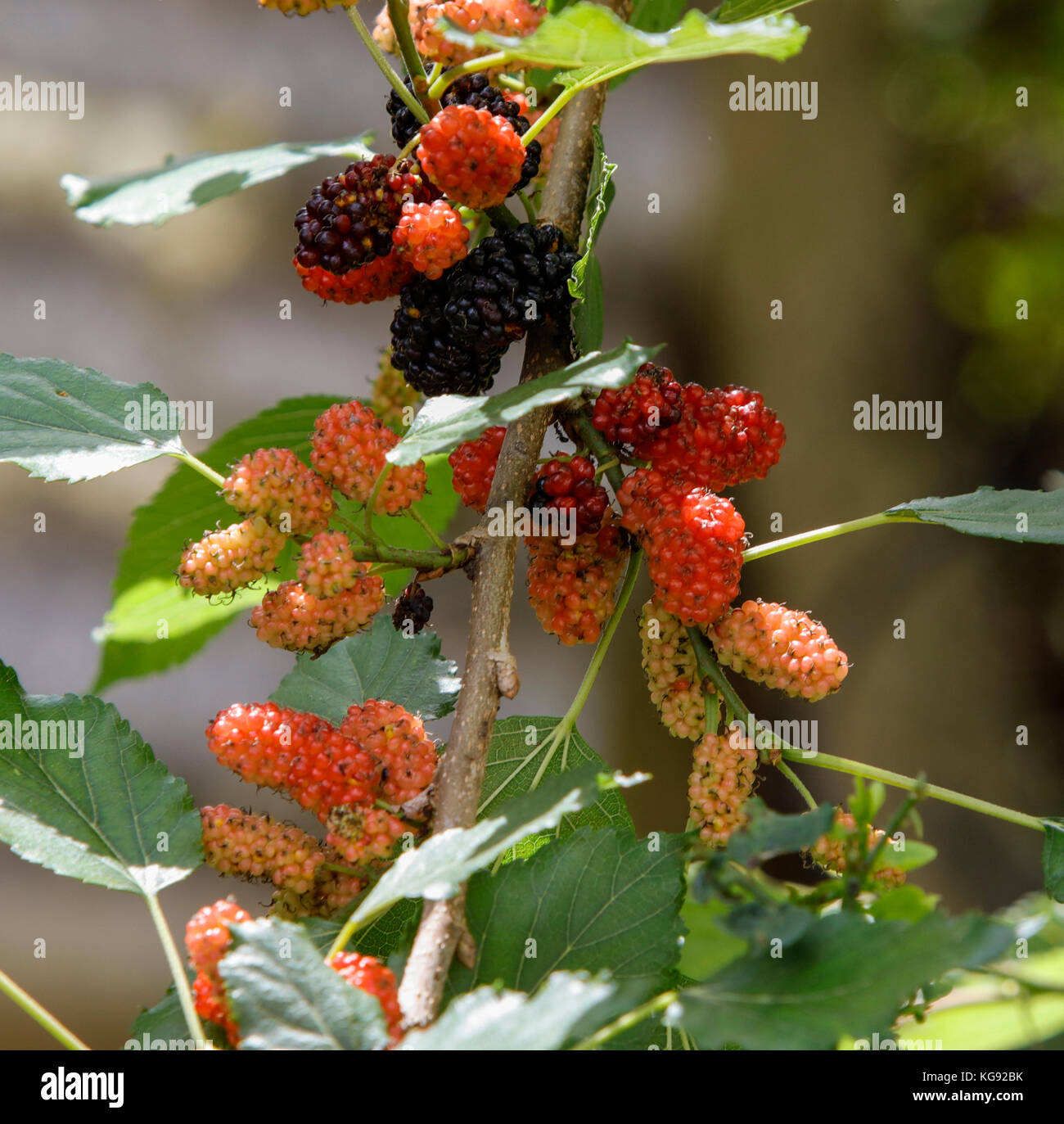 Red Mulberry Fruit