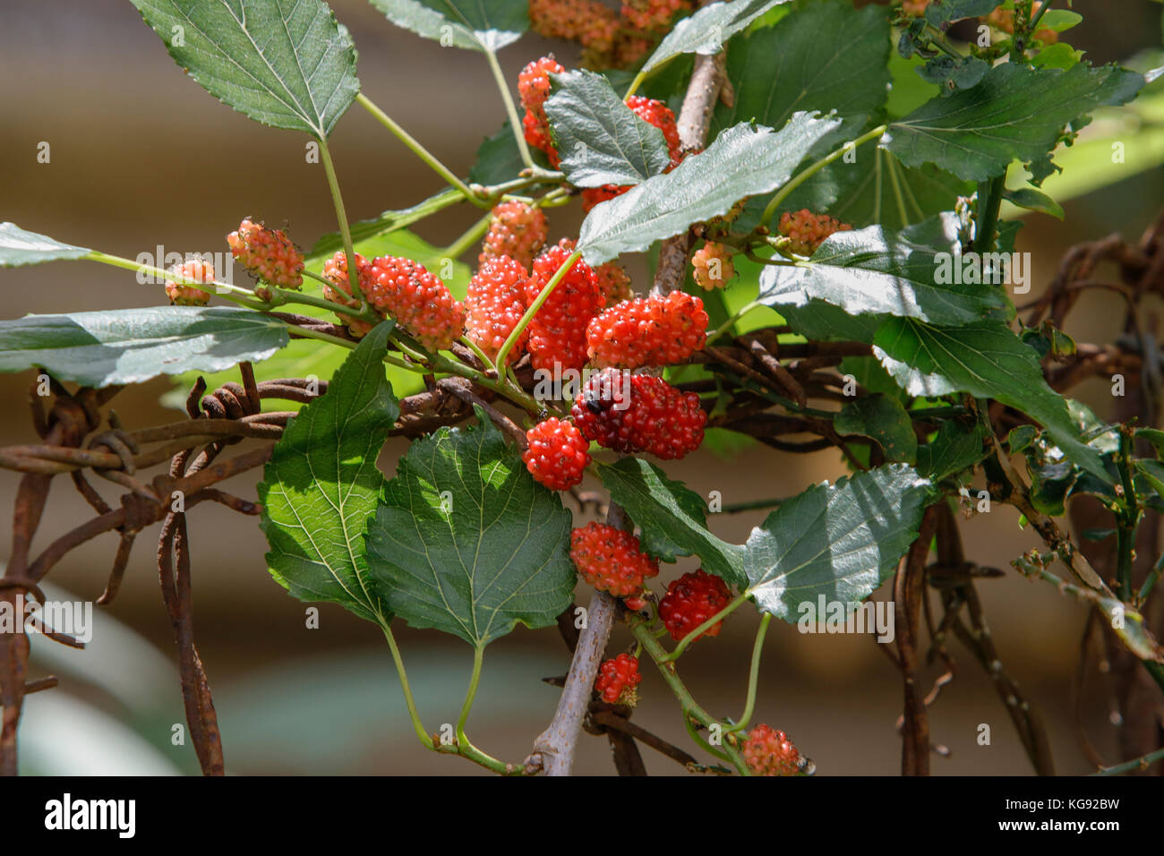 Red mulberry tree hi-res stock photography and images - Alamy