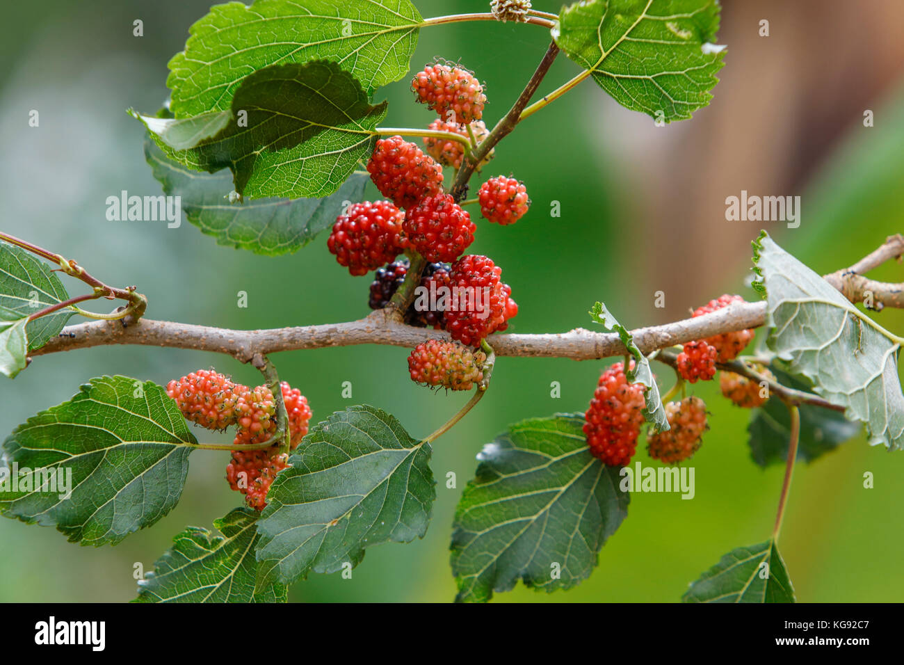 Red Mulberry Leaf