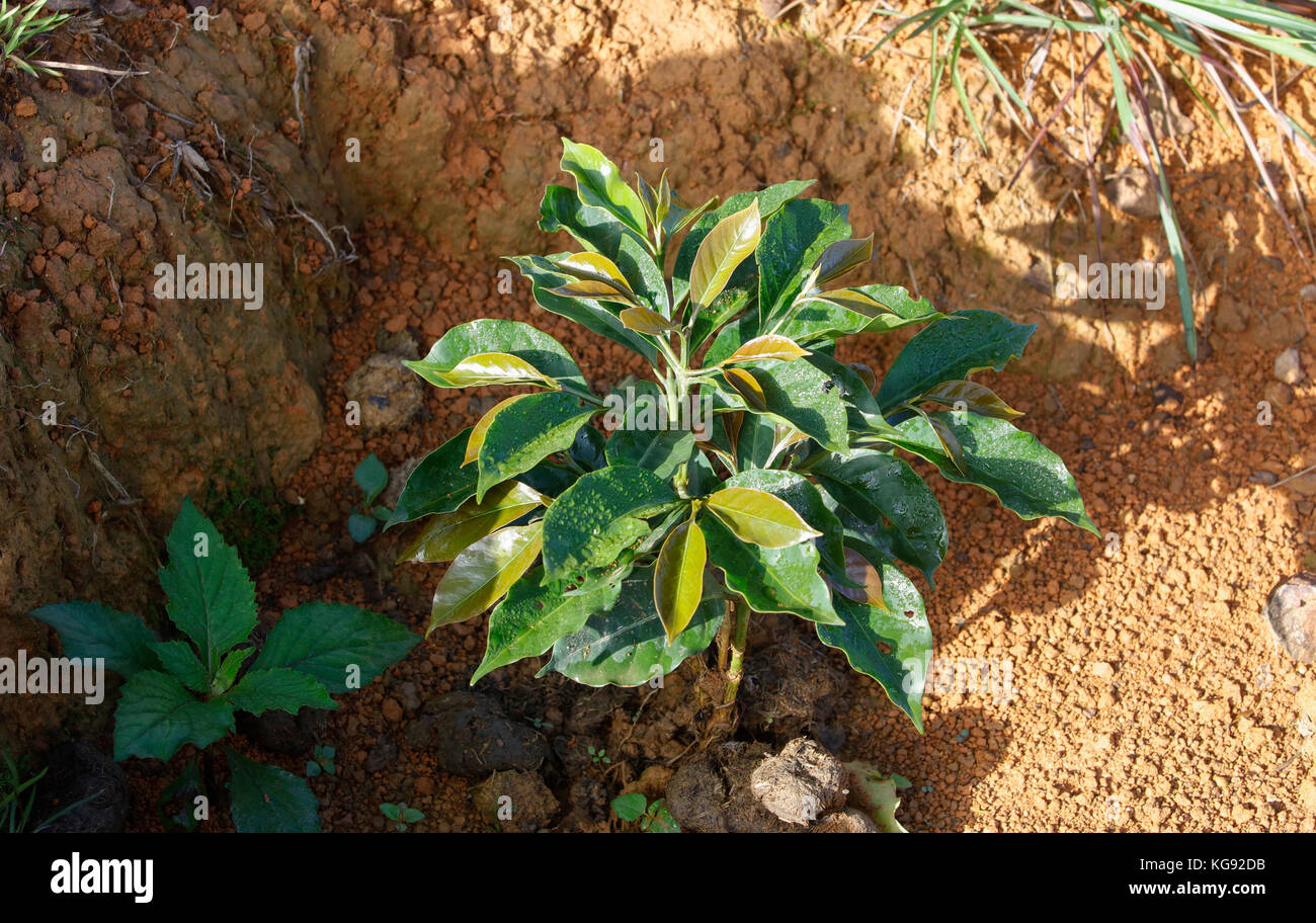 Photo of a young coffee tree plant on ground Stock Photo - Alamy