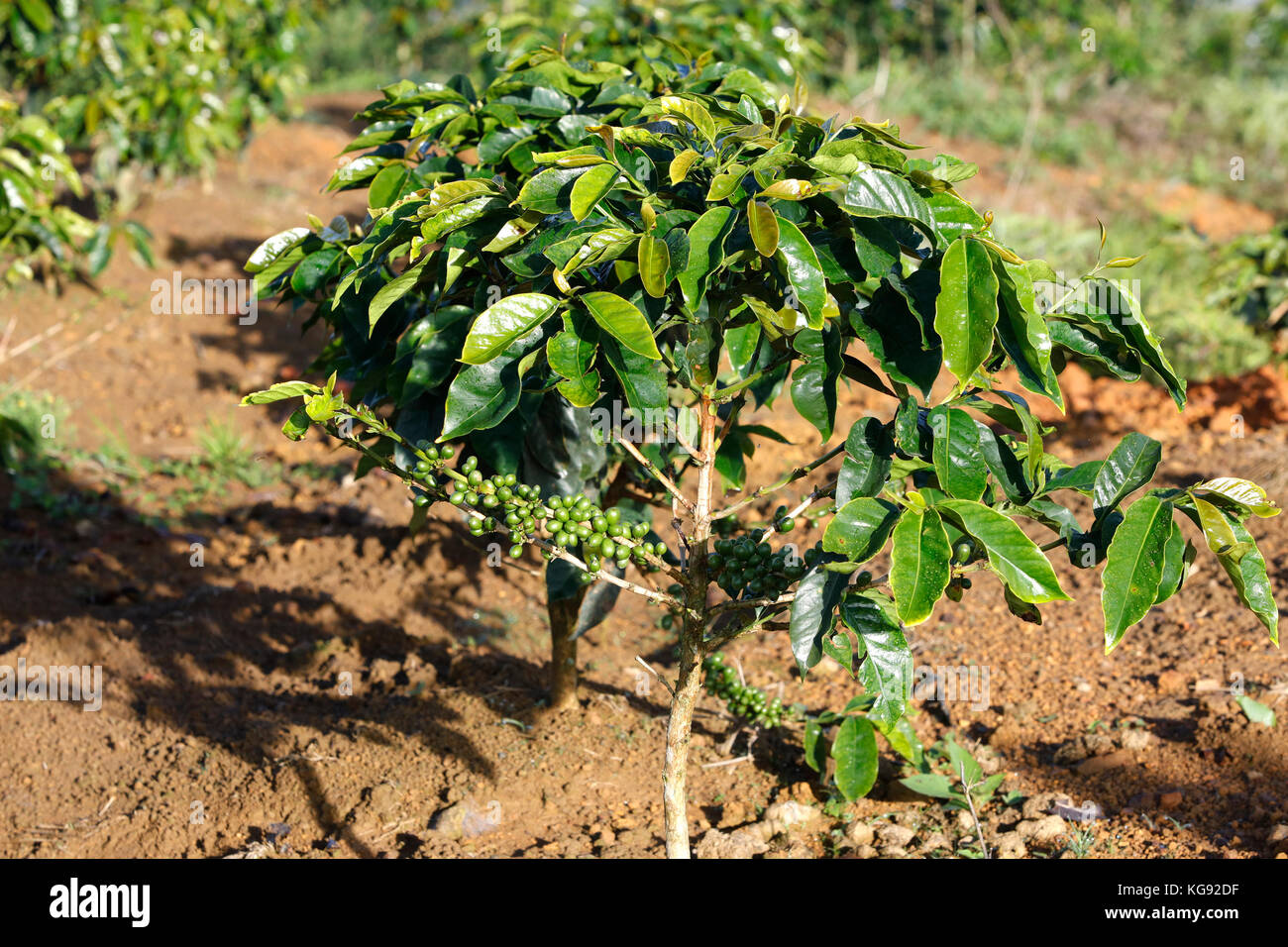 Young coffee tree hi-res stock photography and images - Alamy