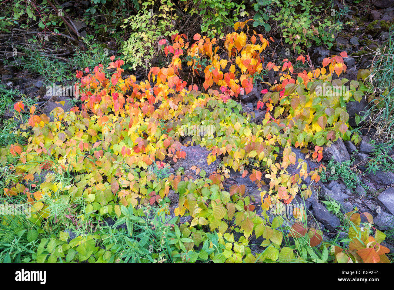Eastern poison ivy hi-res stock photography and images - Alamy