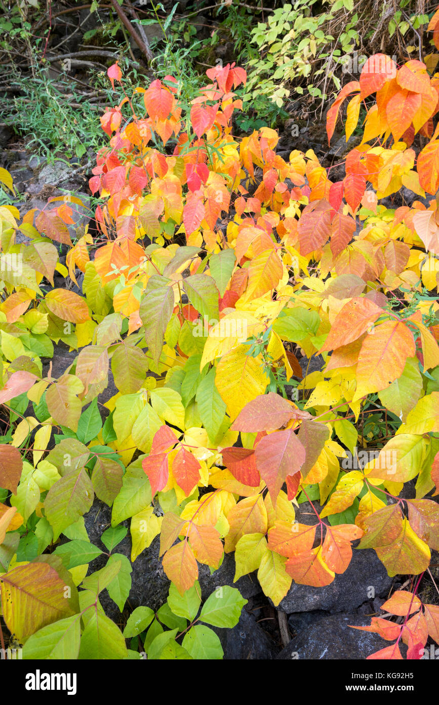 Poison ivy hi-res stock photography and images - Alamy