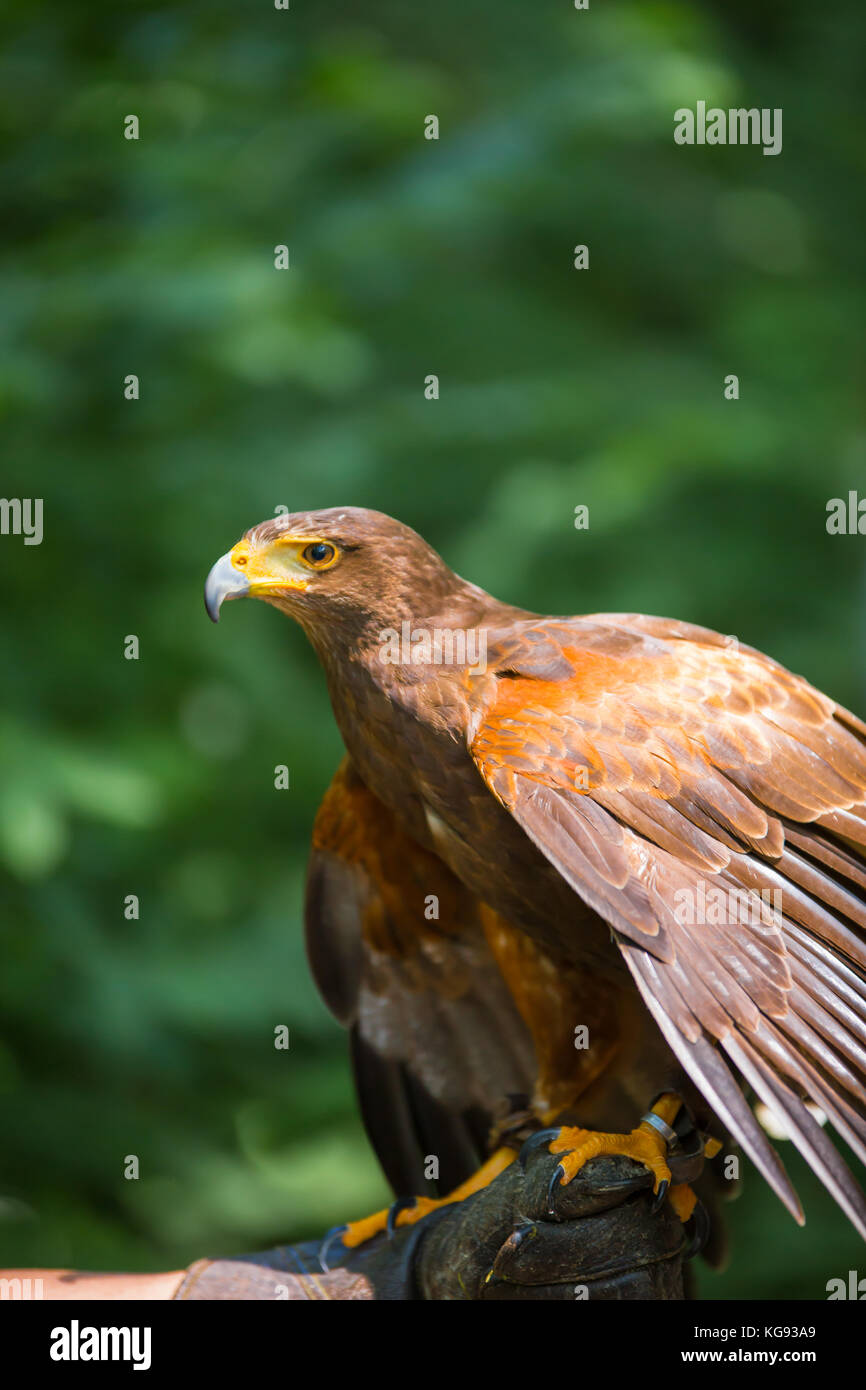 Harris hawk glove hi-res stock photography and images - Alamy