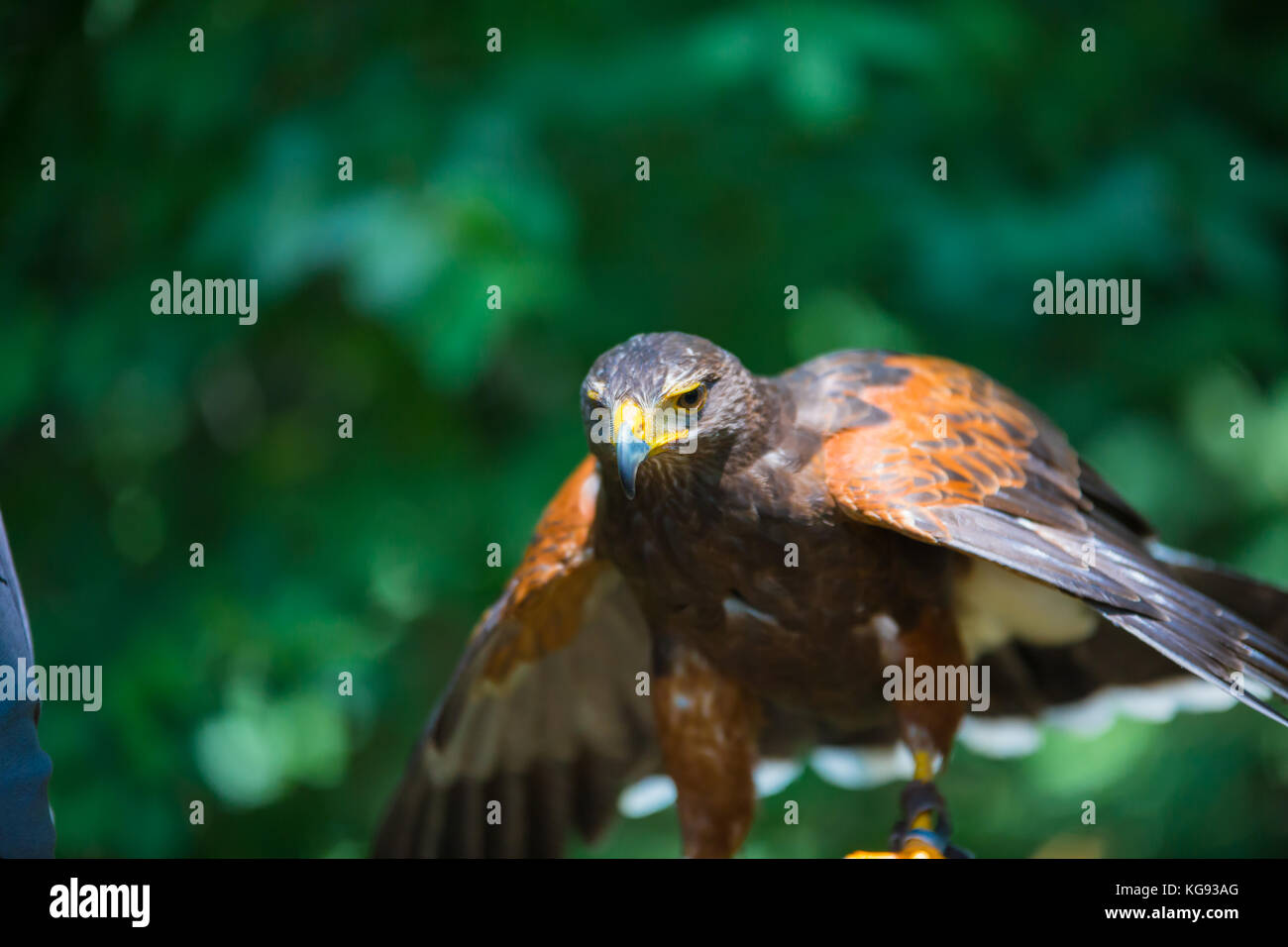Buzzard of harris hi-res stock photography and images - Alamy