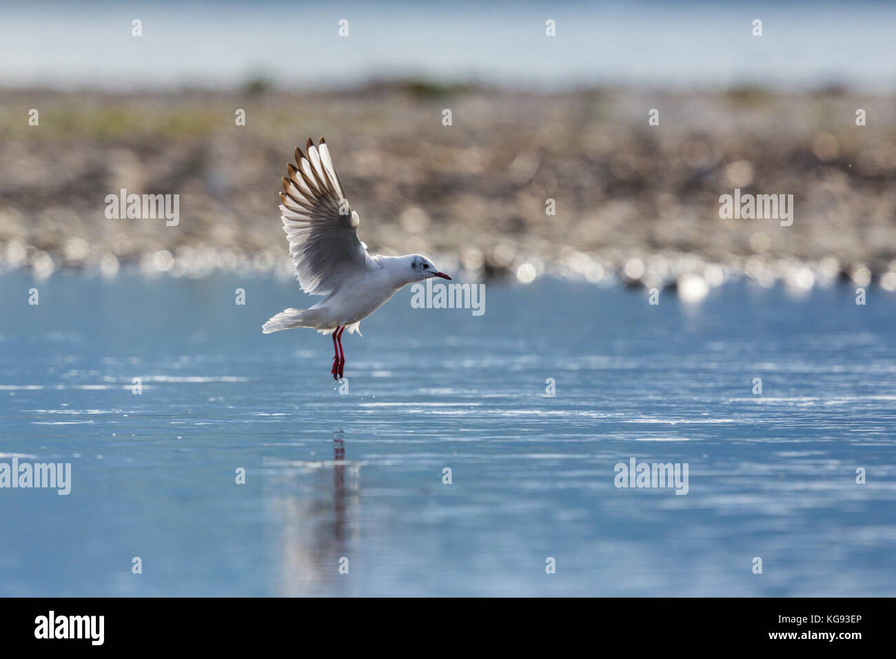 Black legs and wings hi-res stock photography and images - Alamy