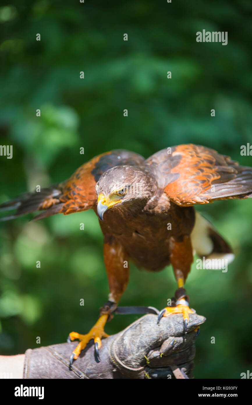 Harris hawk glove hi-res stock photography and images - Alamy