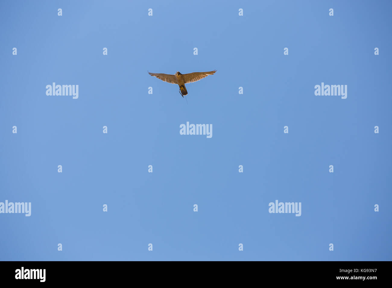 Peregrine Falcon Flight High Resolution Stock Photography and Images ...
