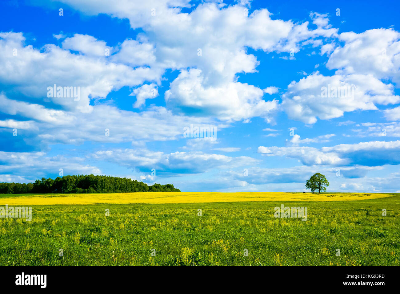 Beautiful summer landscape Stock Photo - Alamy