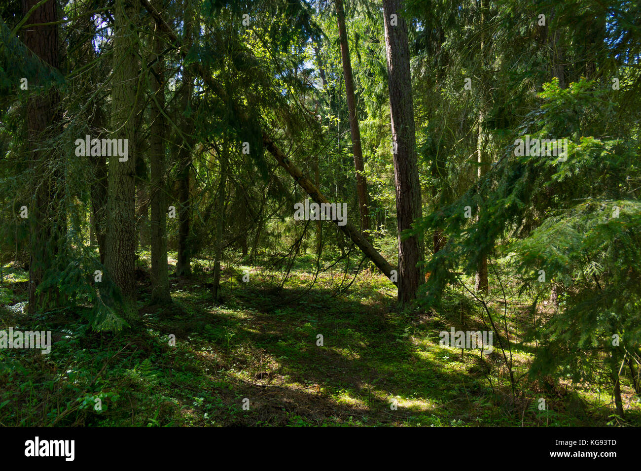 Mixed tree hi-res stock photography and images - Alamy