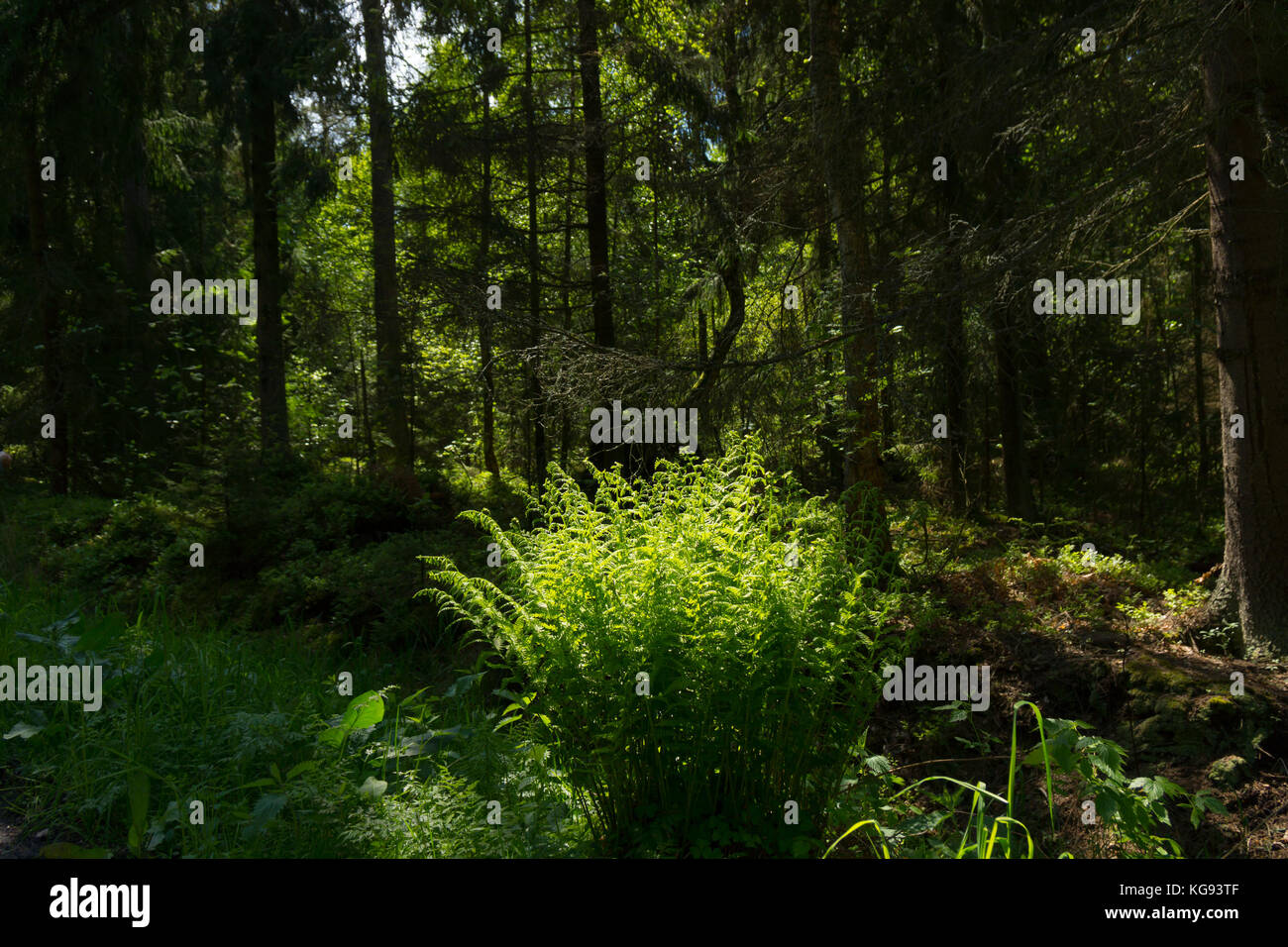Mixed forest summer landscape Stock Photo - Alamy