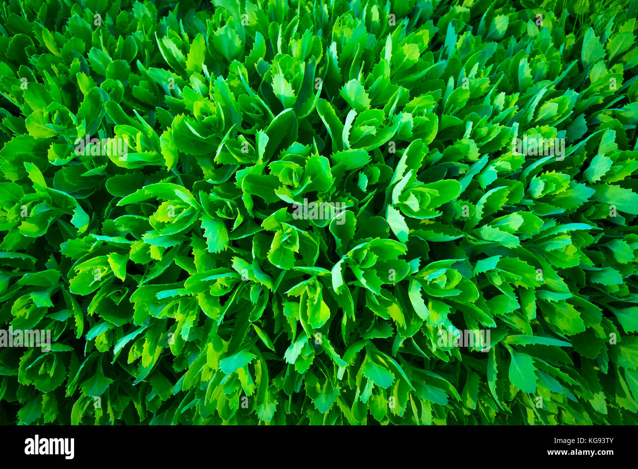 Green leaves background top view Stock Photo - Alamy