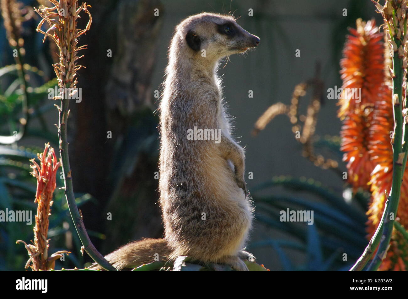 Meerkat claws close hi-res stock photography and images - Alamy