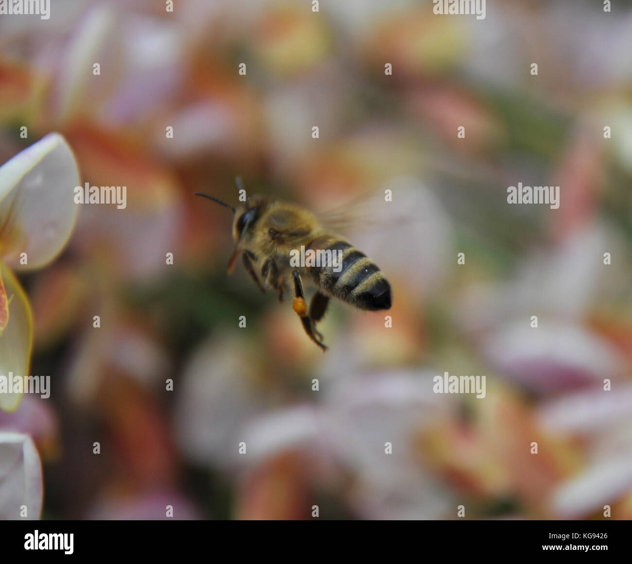 Flying bee at Scotch broom Stock Photo - Alamy