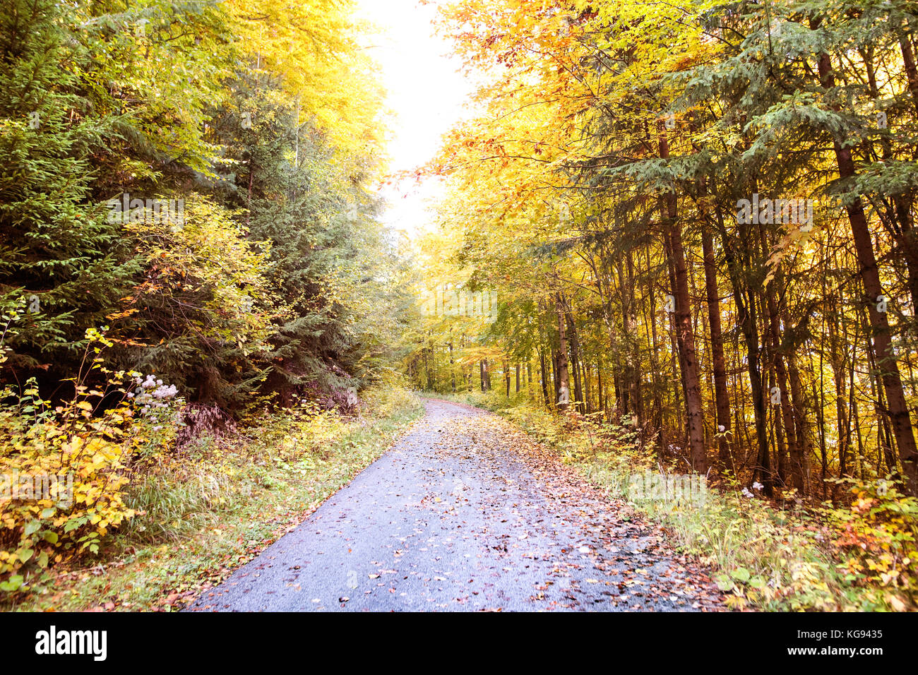 Beautiful autumn deciduous forest road hi-res stock photography and ...