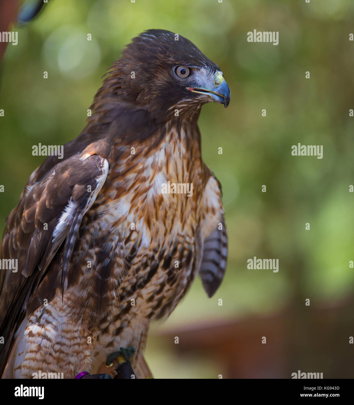 Falconer to the right hi-res stock photography and images - Alamy