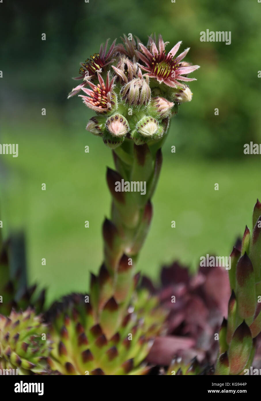 Common houseleek at garden bed Stock Photo - Alamy