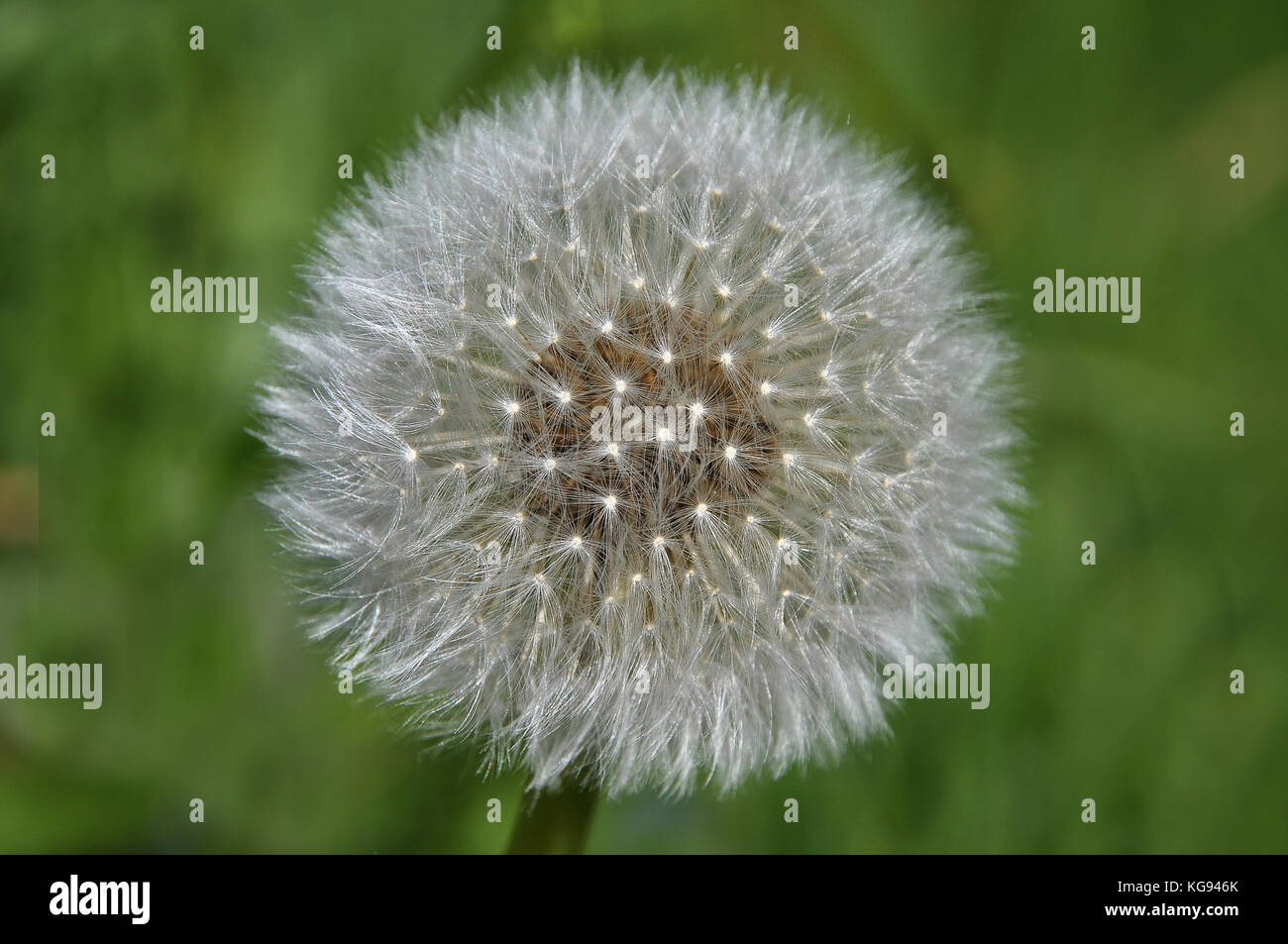 Dandelion in natural environment Stock Photo - Alamy