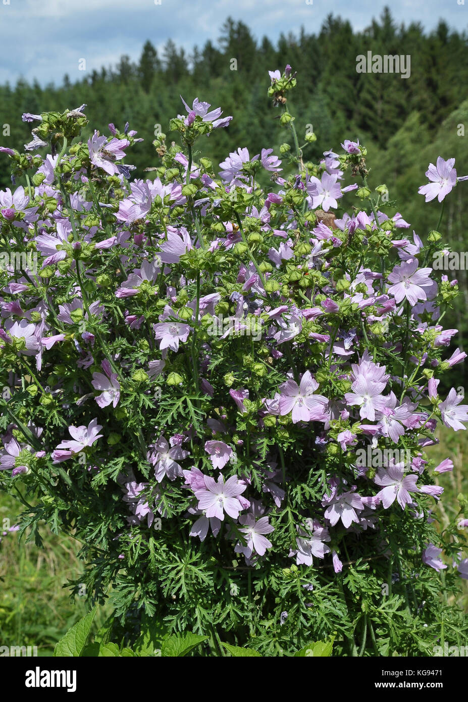 Musk mallow in garden bed Stock Photo - Alamy