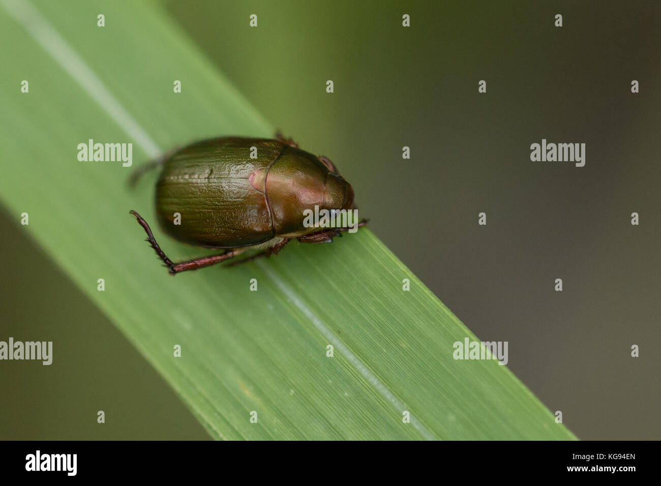 Sulawesi tourism hi-res stock photography and images - Alamy