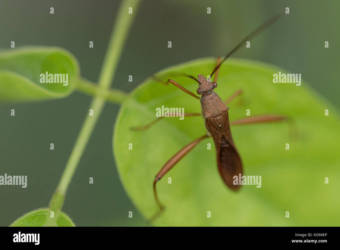 Indonesia insects hi-res stock photography and images - Alamy