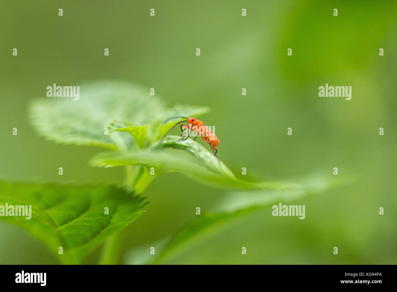 Insect macro in Tangkoko National Park. North Sulawesi, Indonesia Stock ...