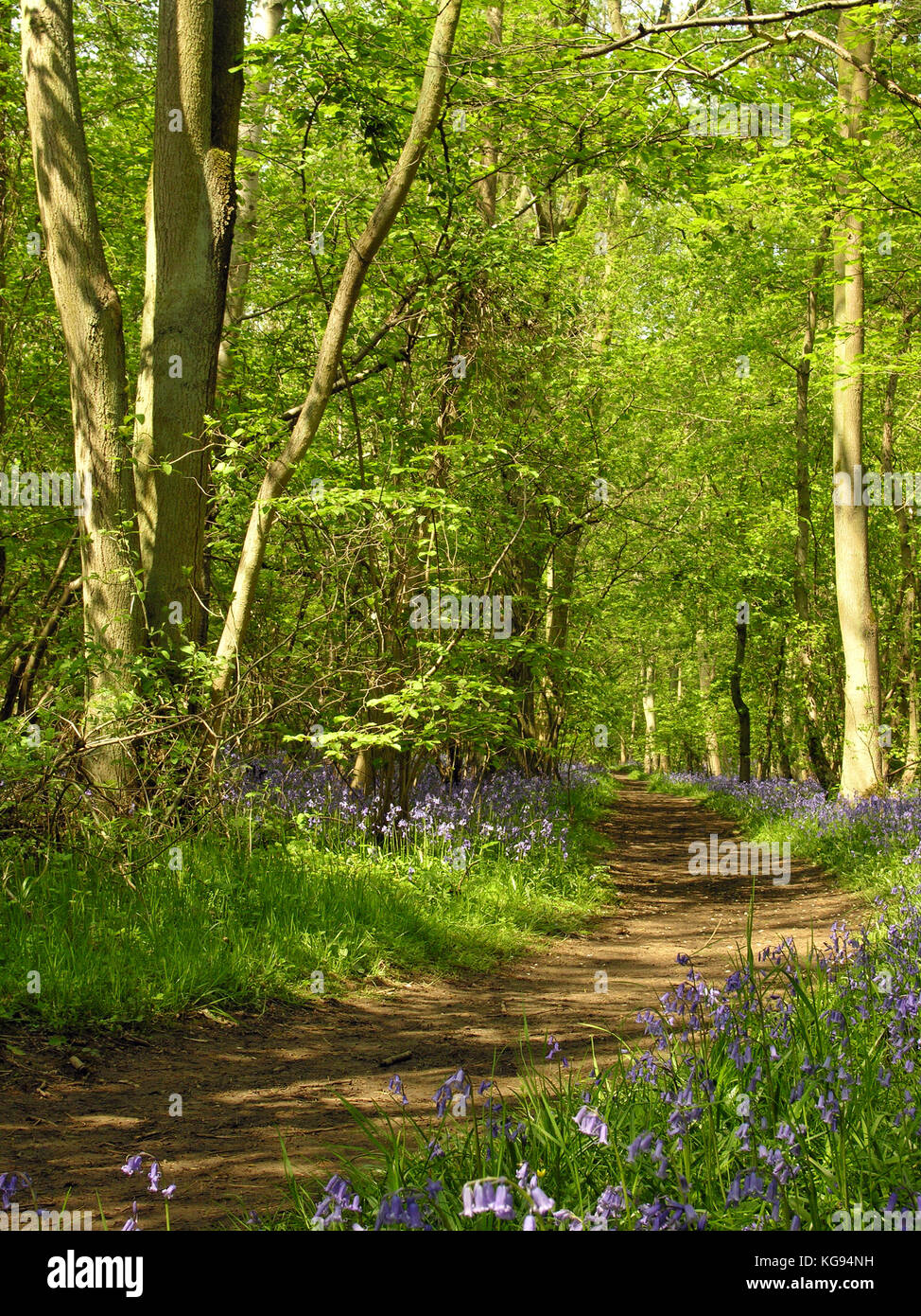 Waresley woods hi-res stock photography and images - Alamy