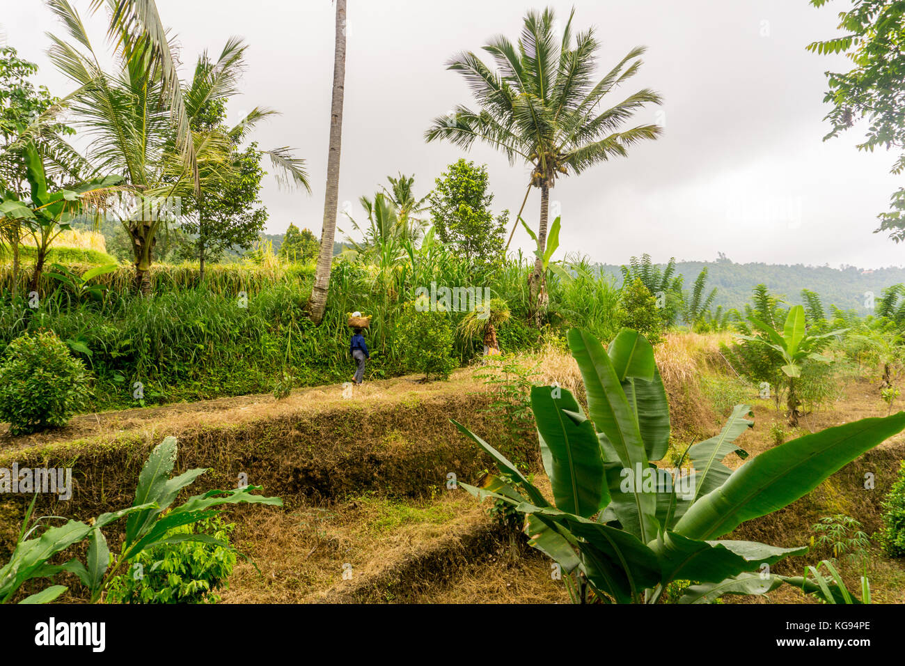 Munduk - rice fields Stock Photo - Alamy
