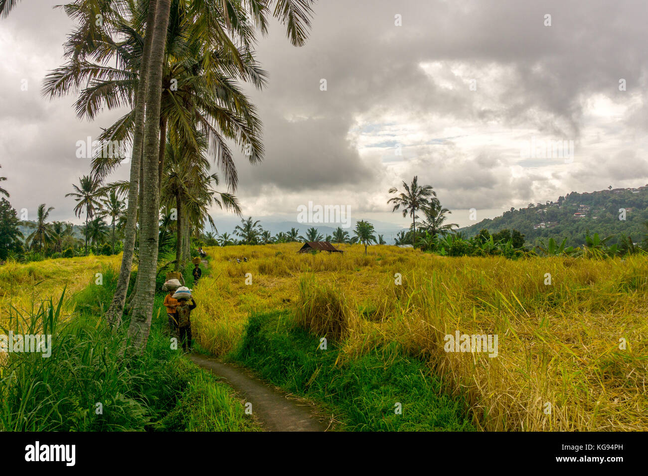 Munduk - rice fields Stock Photo - Alamy