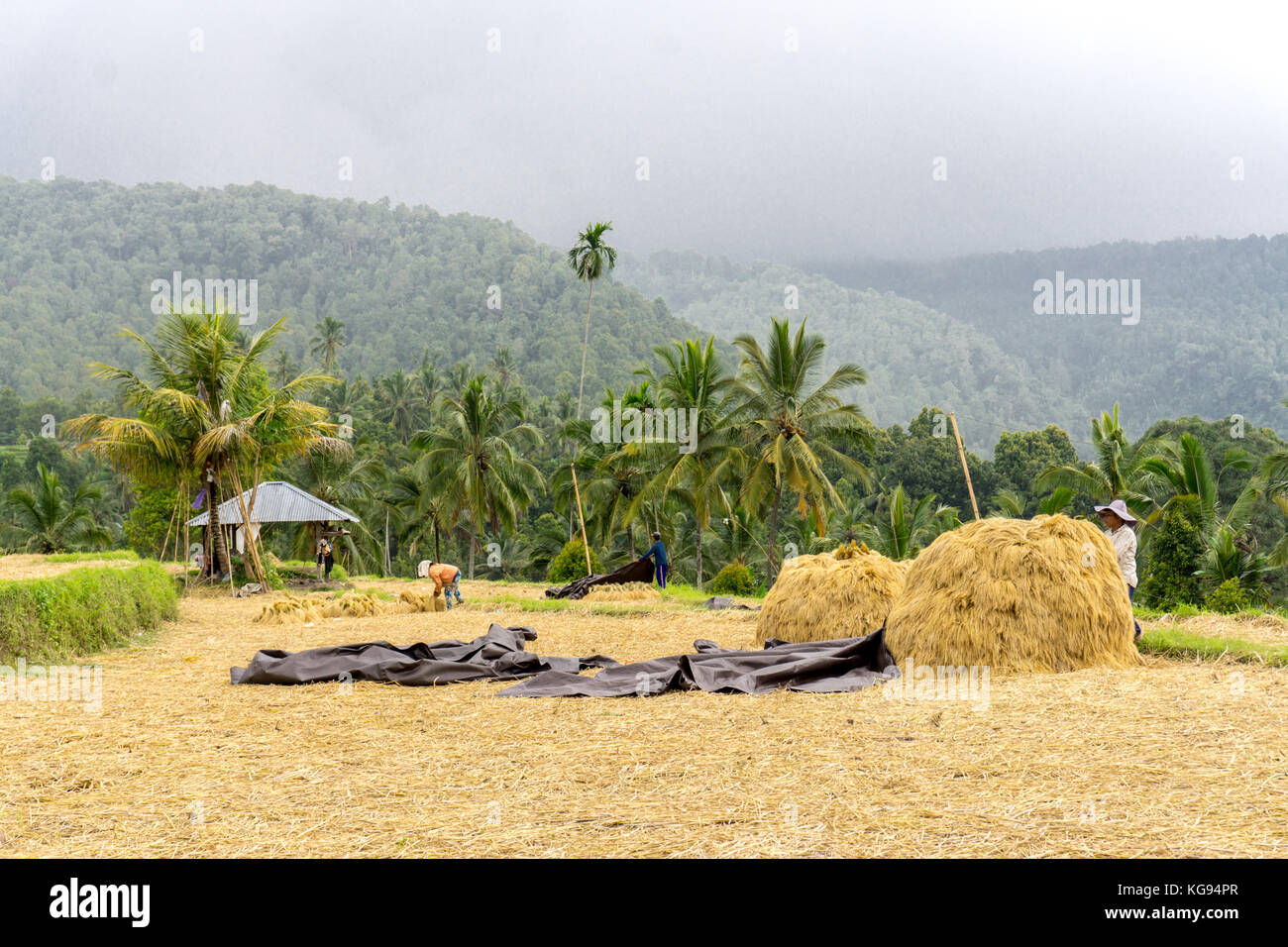 Munduk - rice fields Stock Photo - Alamy