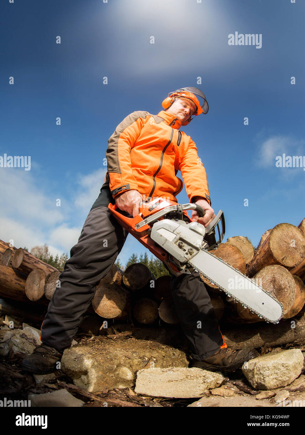 Tree sharp hi-res stock photography and images - Alamy