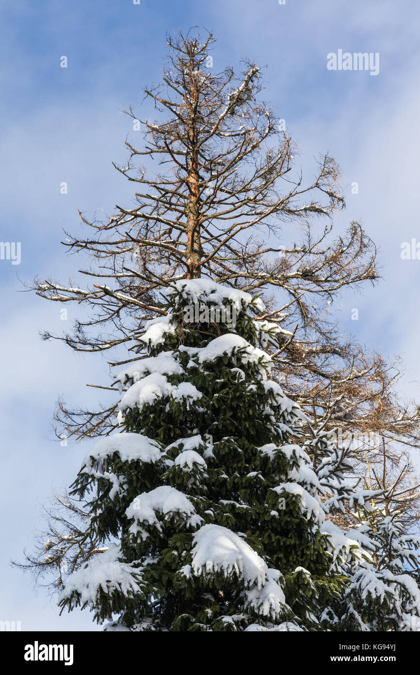 Fichten mit Totholz Stock Photo - Alamy