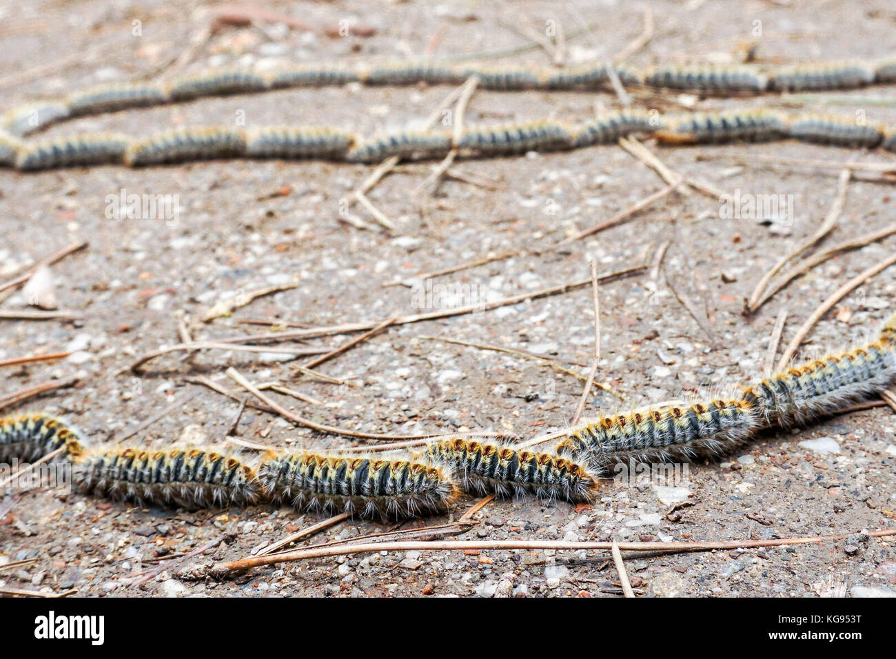 catterpillers marching single file Stock Photo - Alamy