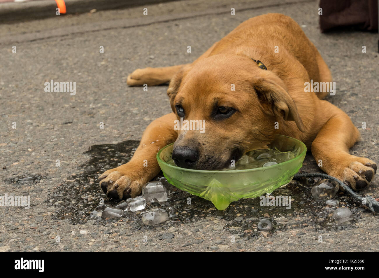 Funny dog ice bowl hi-res stock photography and images - Alamy