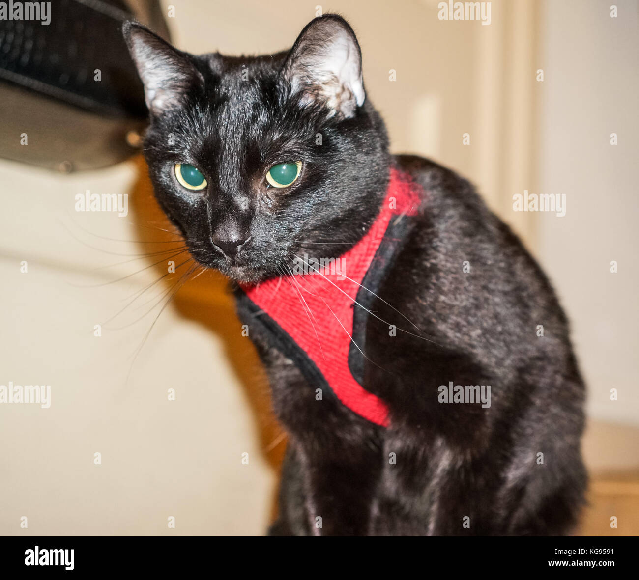 Black Cat in a Red Vest Stock Photo - Alamy