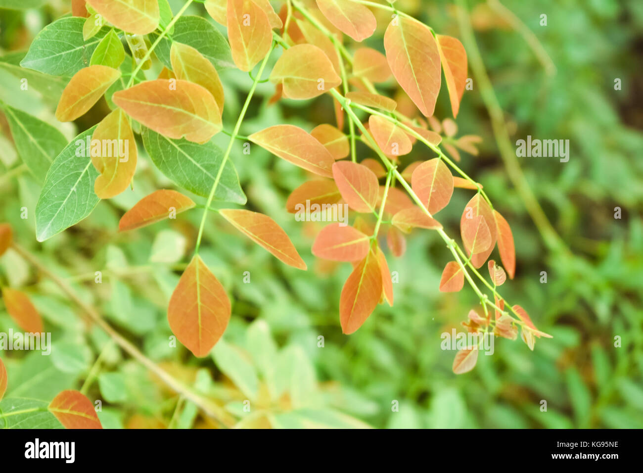 Leave group hi-res stock photography and images - Alamy
