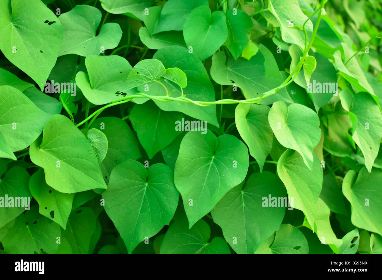 Leave group hi-res stock photography and images - Alamy