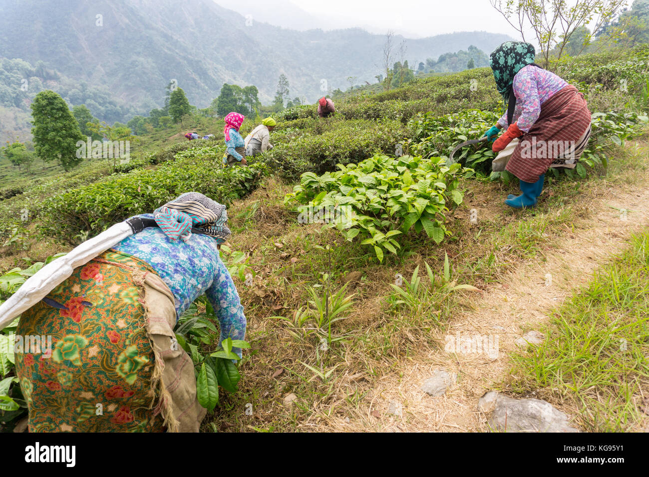 Tour of Makai Bari Tea Estate Stock Photo - Alamy