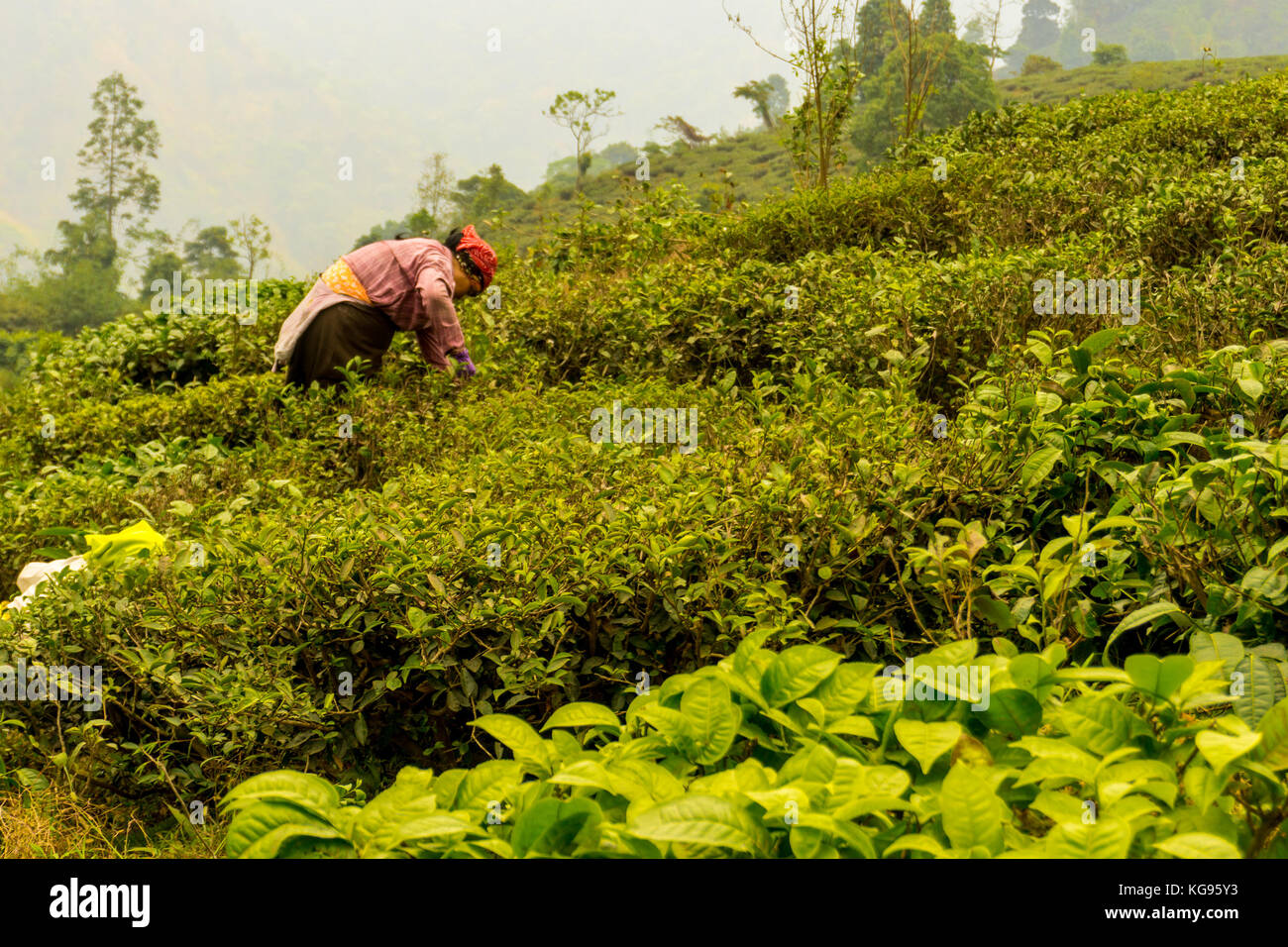 Tour of Makai Bari Tea Estate Stock Photo - Alamy