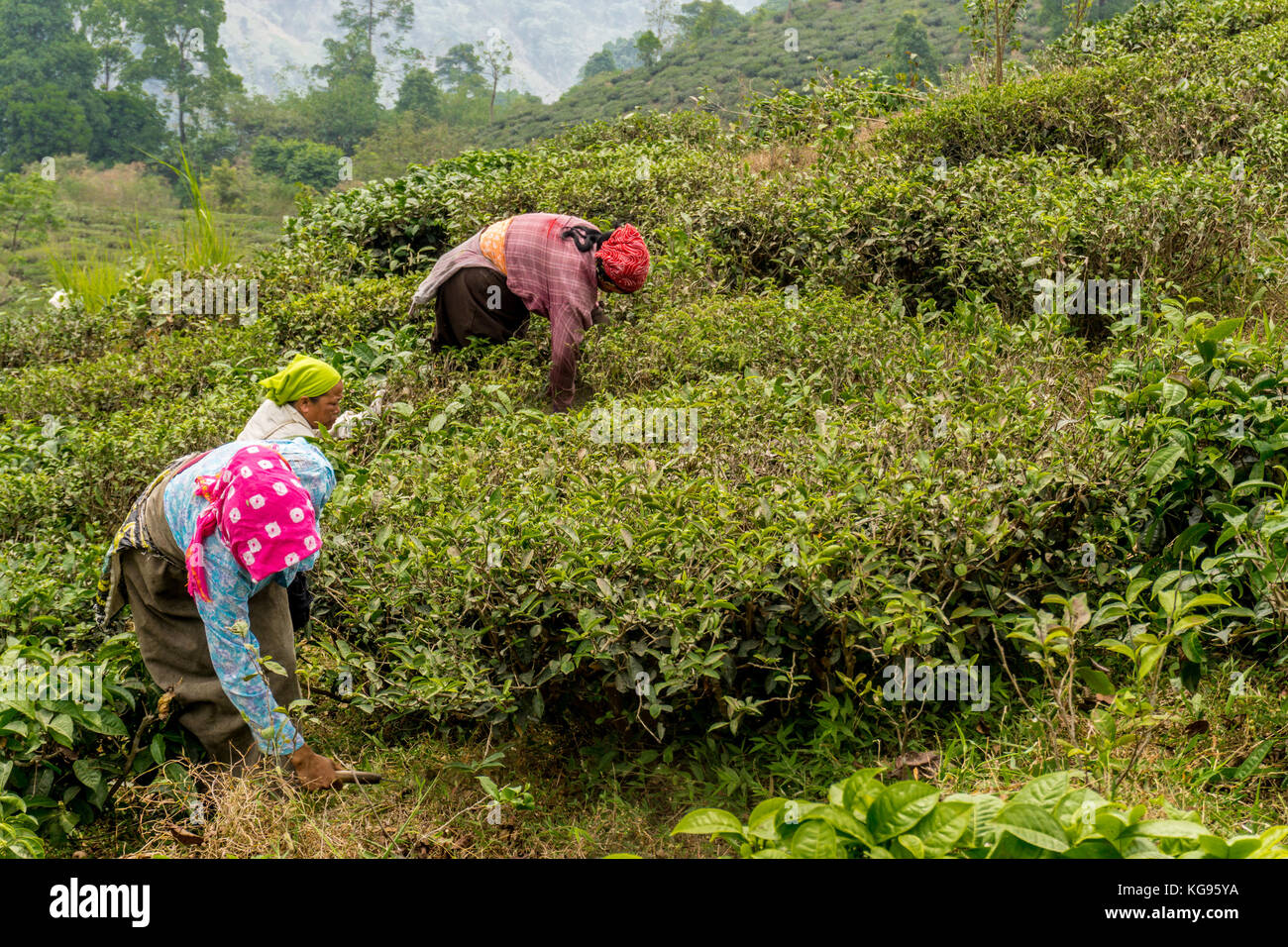 Tour of Makai Bari Tea Estate Stock Photo - Alamy